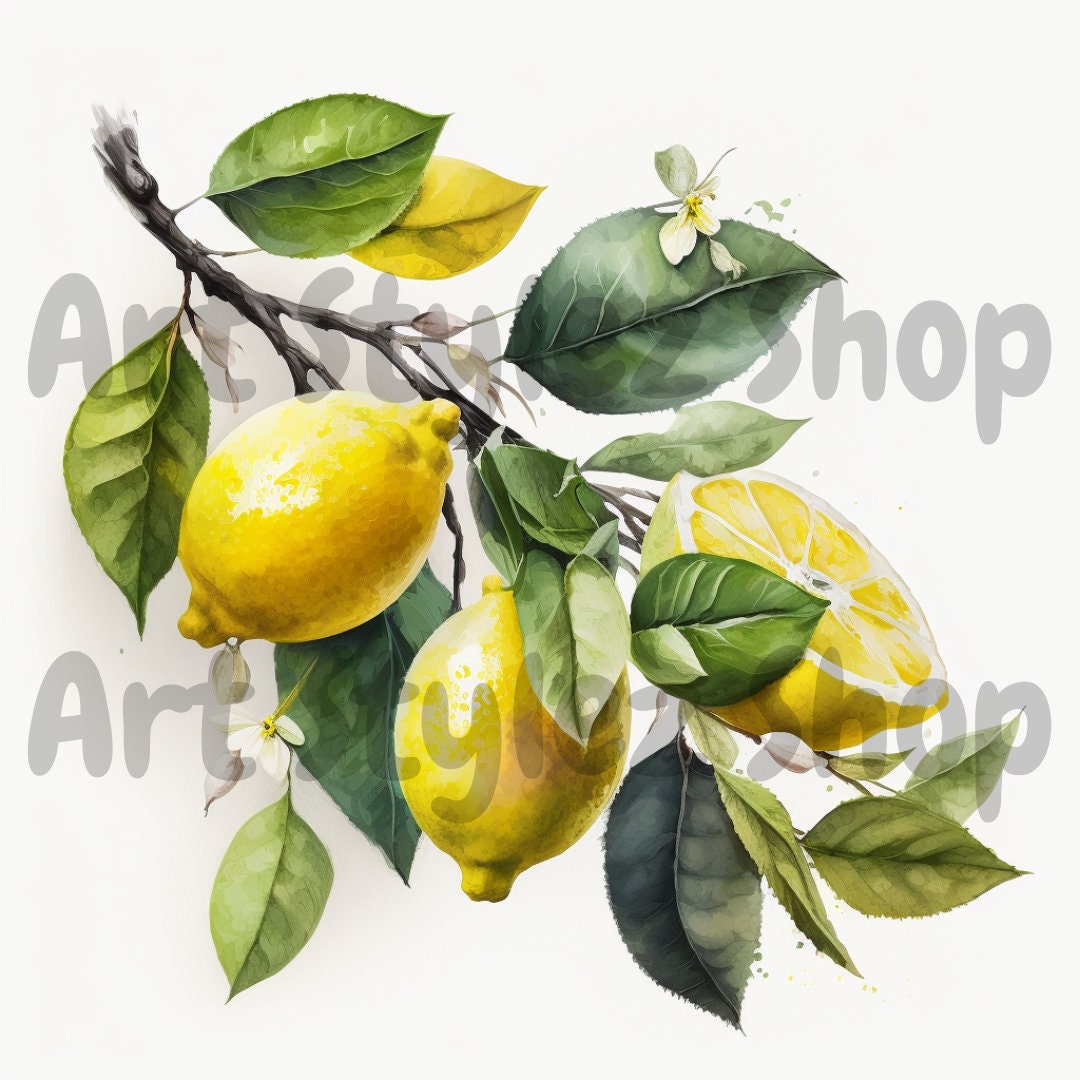 20 High Quality - Lemon Clipart - Watercolor Lemons PNG - Lemon Twig ...