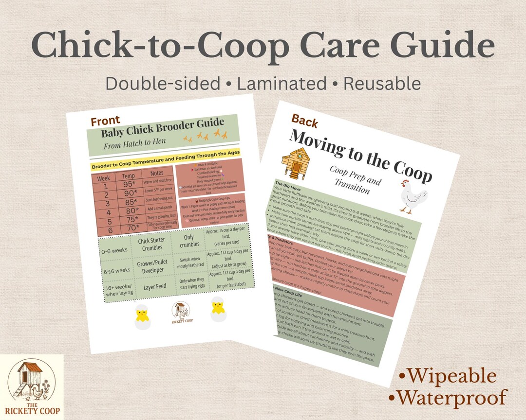 Baby Chick Brooder Guide – From Hatch to Hen – Double-sided Laminated 8 ...