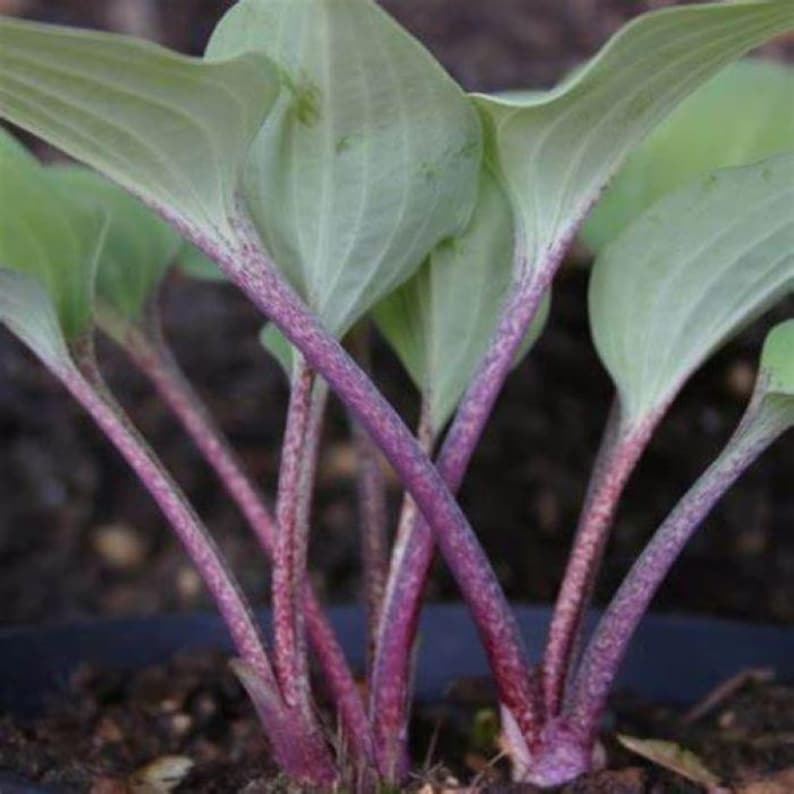 Hosta RED CADET Mini Red Rare Lavender Flowers Little Small Perennial ...