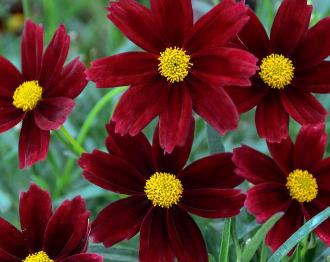 Sun Coreopsis RED ELF Lil Bang Native Tickseed Hardy Cut Flower Dainty ...