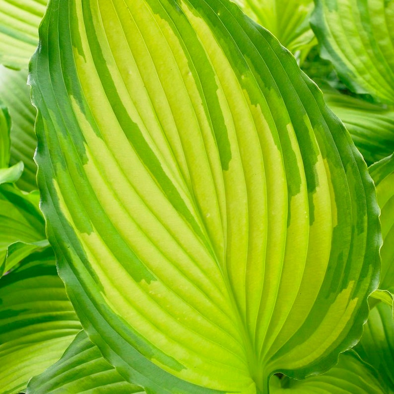 Hosta DANCING DARLING ** Dormant** Medium Rippled Colorful Wavy Rare ...