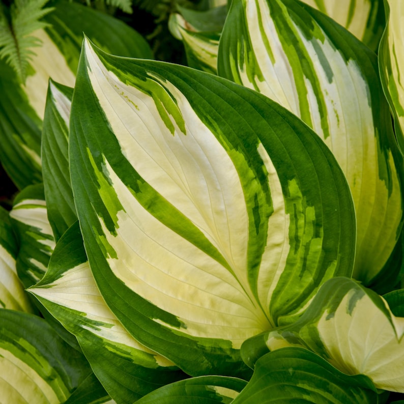 Hosta MISS AMERICA Medium New Shade Plants White Proven Winners Hostas ...
