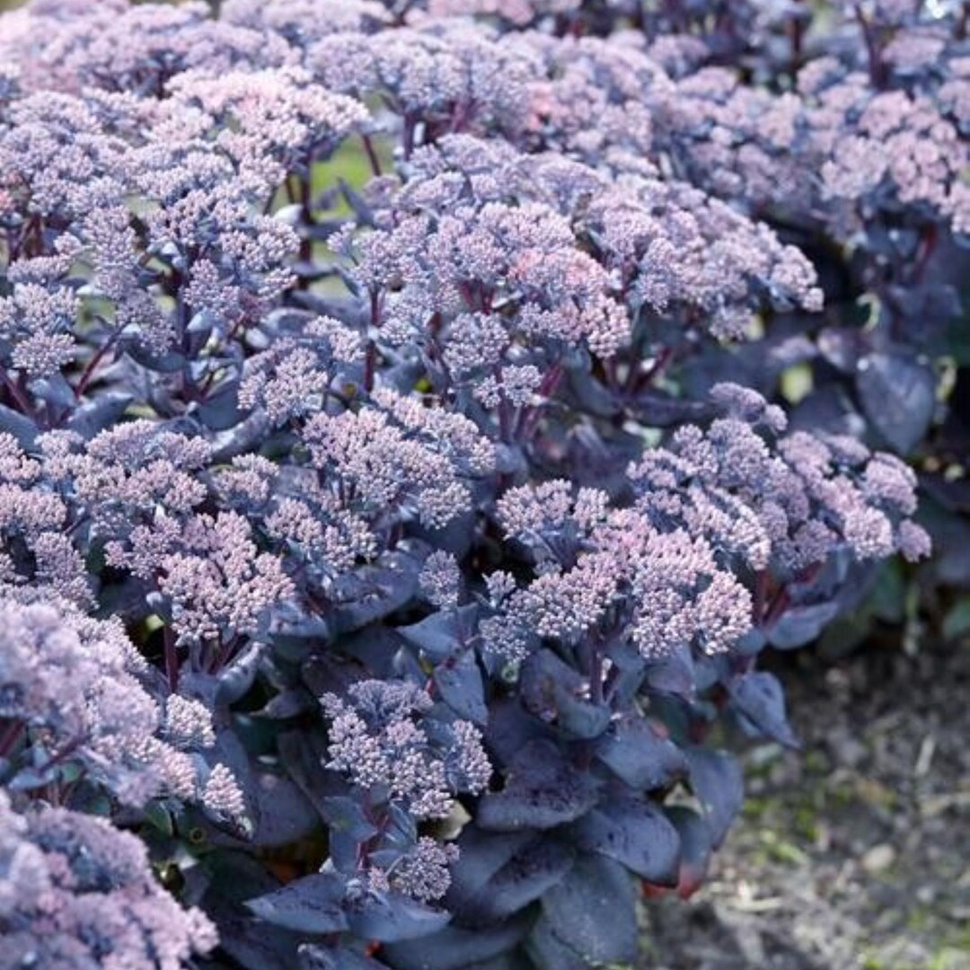 Sun Sedum MOJAVE JEWELS SAPPHIRE Stonecrop Blue Succulent Flower ...