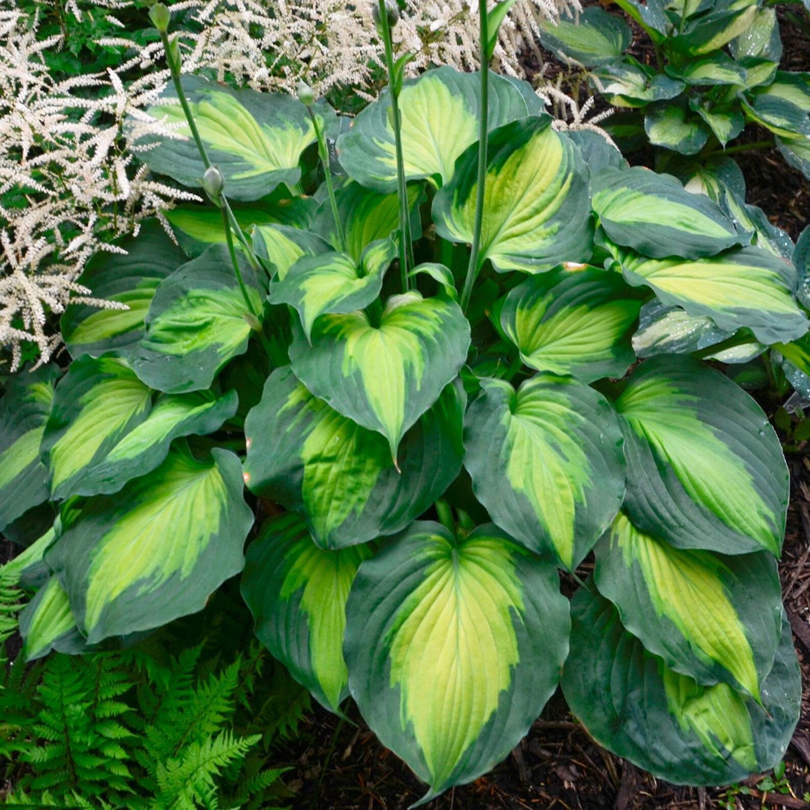 Hosta BEYOND GLORY Medium Fast Shiny Gorgeous Lavender Flowers Colorful ...