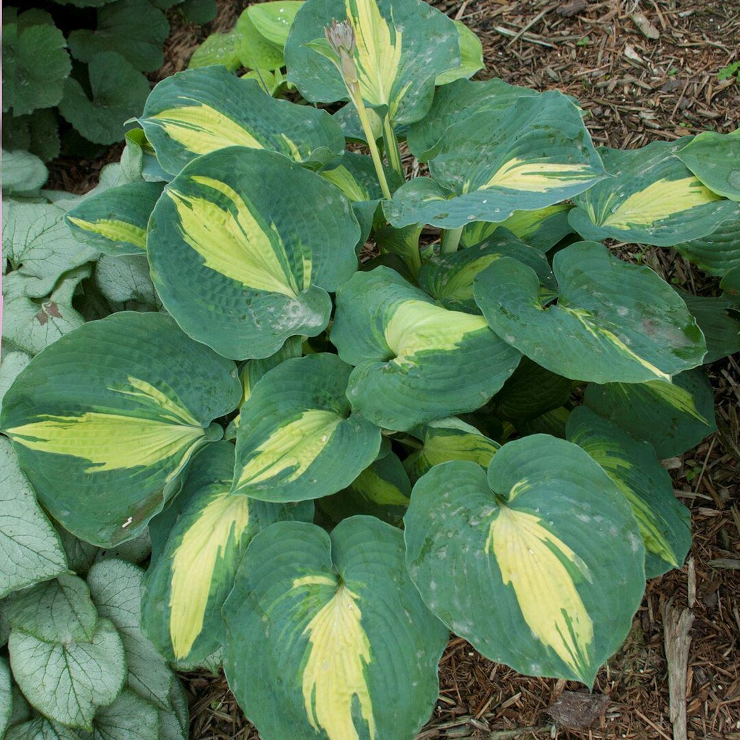 Hosta DREAM WEAVER Medium Thick Round Corrugated Hostas Disease-free 2. ...