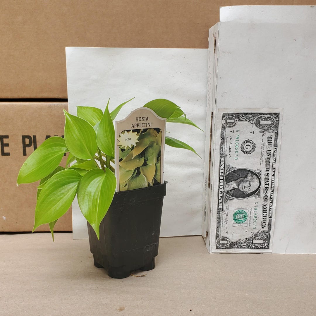 Hosta APPLETINI Mini Rare Tiny Yellow Shiny Gold Vigorous Fast Little ...