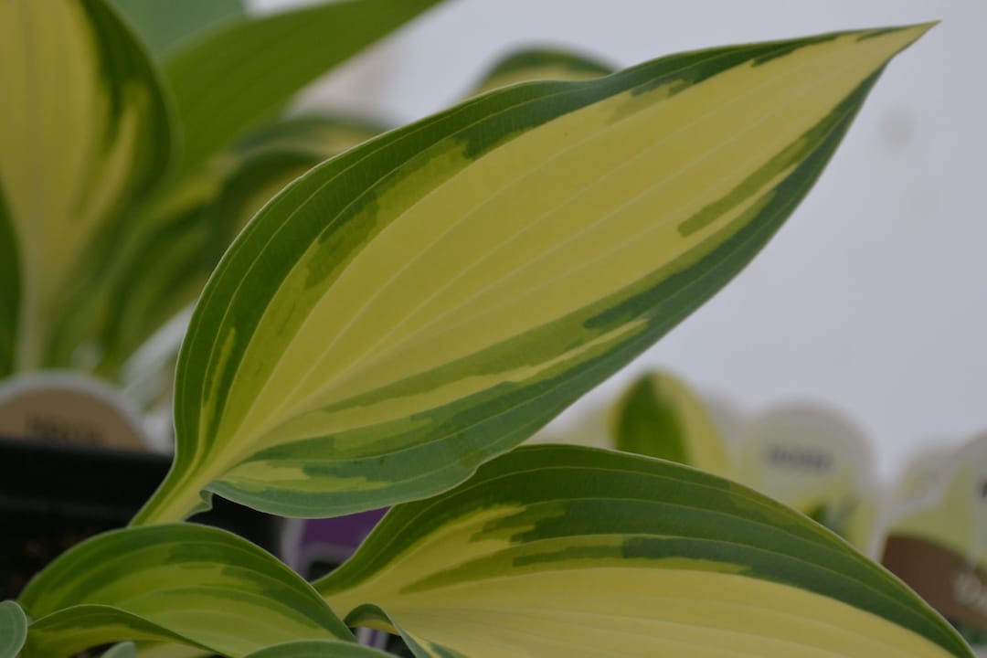 Hosta MOONSTRUCK Small Rare Narrow Colorful Disease-free 2.5" Pot = 1 ...