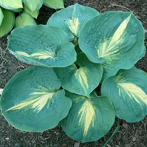 Hosta DREAM QUEEN Medium Thick Cupped Blue Yellow Round Corrugated ...