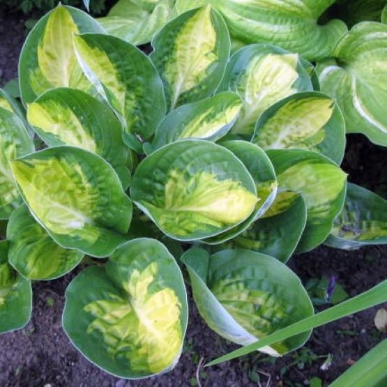 Hosta WARWICK COMET Medium Thick New Cupped Perennial 1 Potted Garden Plant - Etsy