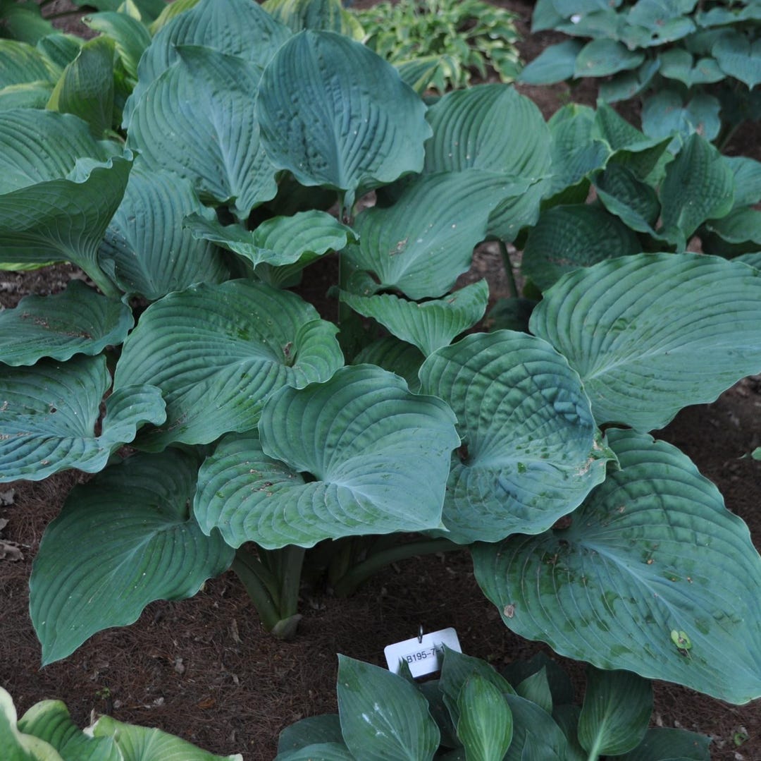 Hosta 1ST AND TEN Large Blue [1-pint Pot] Hostas Wavy Thick Seldom Seen ...