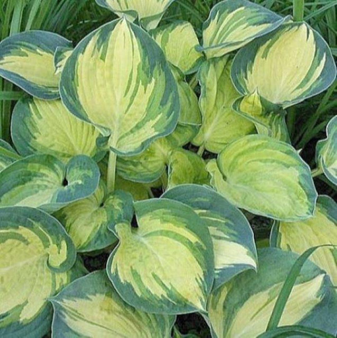 Hosta BEACH BOY Medium Thick Round Corrugated Hostas Disease-free = 1 ...