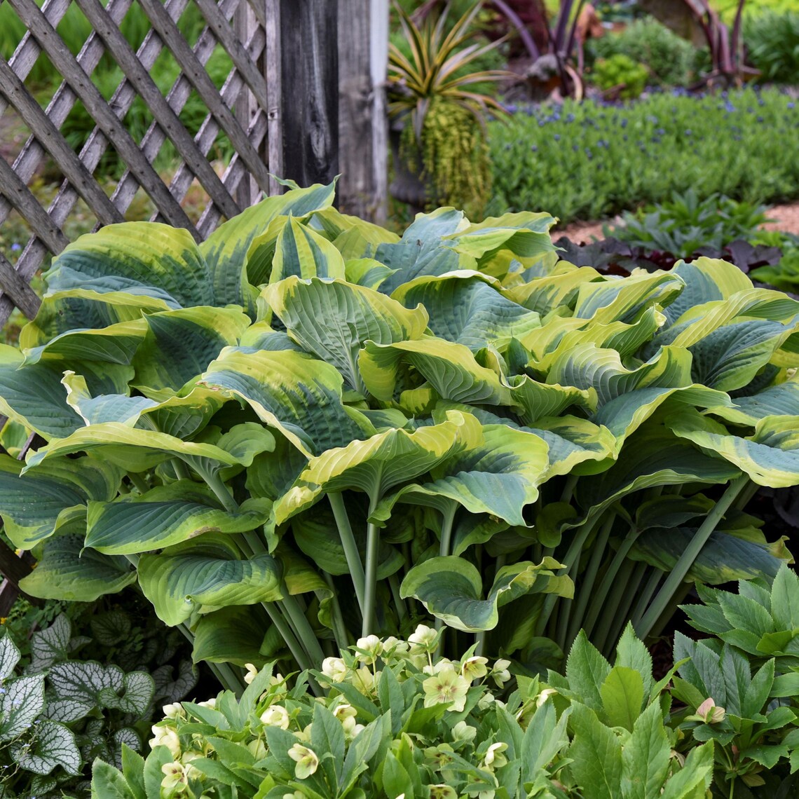 Hosta SEDUCER Large Proven Winners Sieboldiana Very Big Mr Asch ...