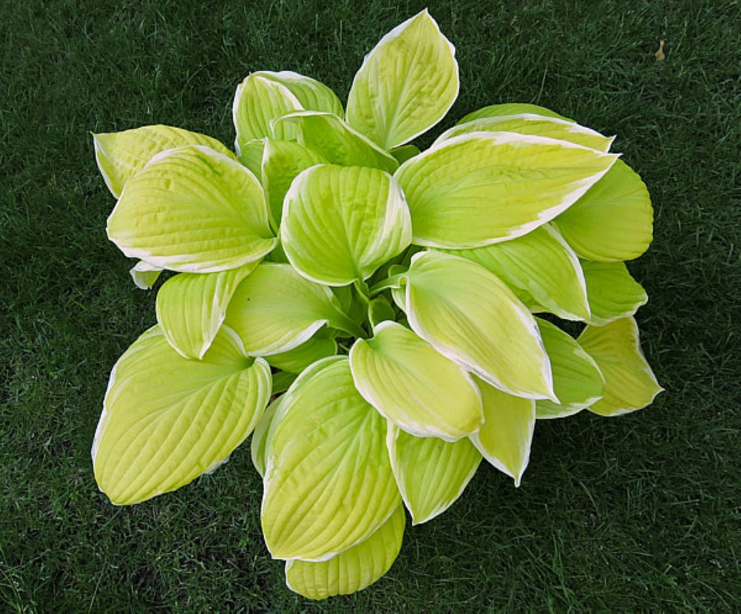 Hosta ST ELMO'S FIRE Medium Yellow White Shade Perennial = 1 Potted ...