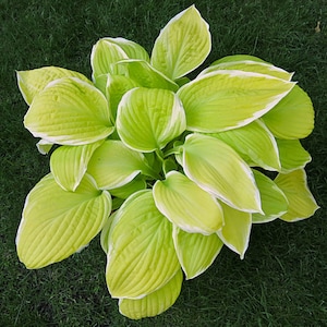 Hosta ST ELMO'S FIRE Medium Yellow White Shade Perennial = 1 Potted ...