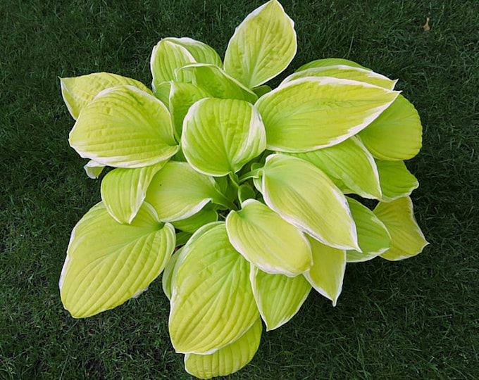 Hosta ST ELMO'S FIRE Medium Yellow White Wavy Cupped Color Changer ...