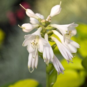 Hosta RAINFOREST SUNRISE Small Hostas of the Year Thick Easy Gold Sale ...