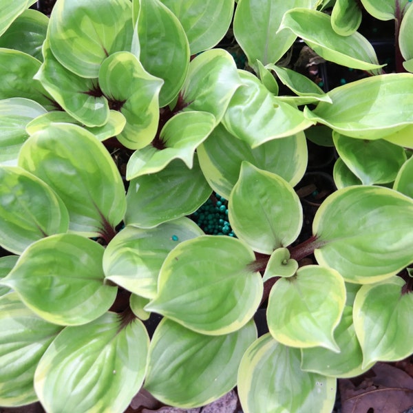 Rare Hostas - Etsy