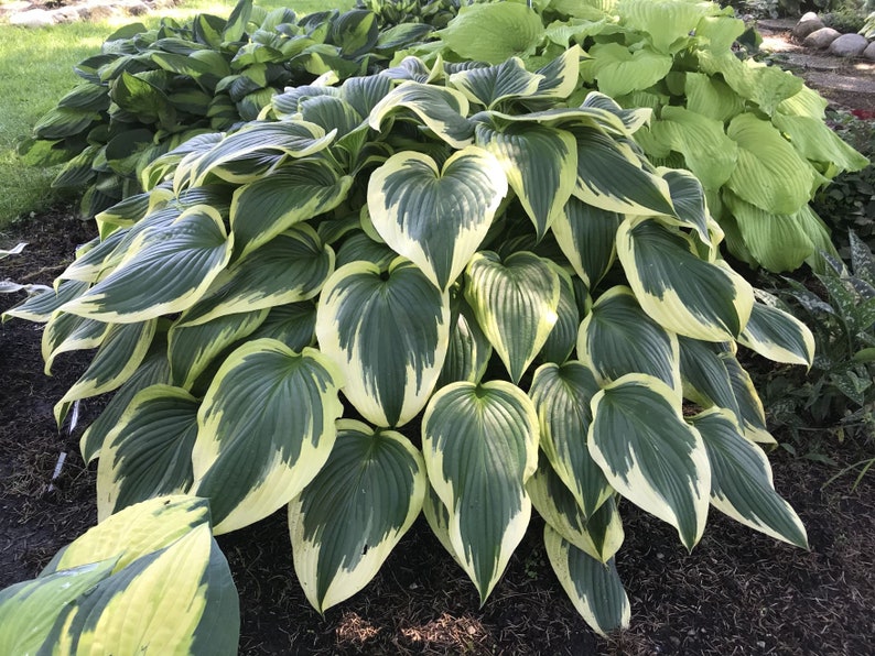 Hosta FANTABULOUS Large Dark Rare Perennial = 1 Potted Garden Plant - Etsy