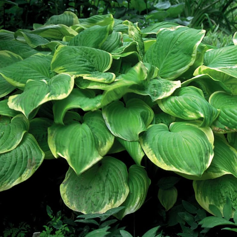 Hosta FRAGRANT BOUQUET Medium Fragrant Fast Dense Blue Ribbon Disease ...