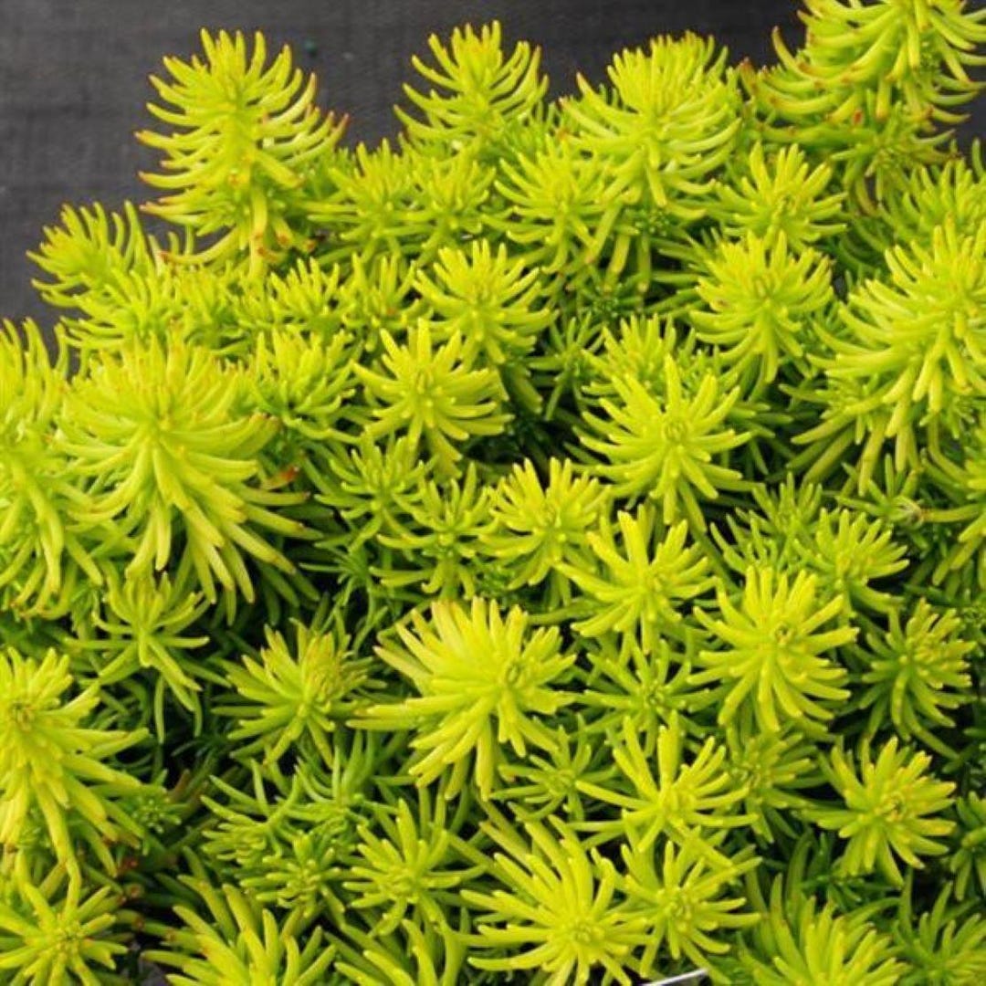 Sun Sedum ANGELINA Yellow Groundcover Succulent Drought Tolerant Short ...