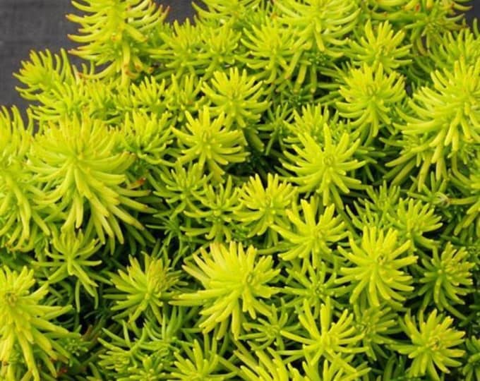 Sun Sedum ANGELINA Yellow Groundcover Succulent Drought Tolerant Short ...