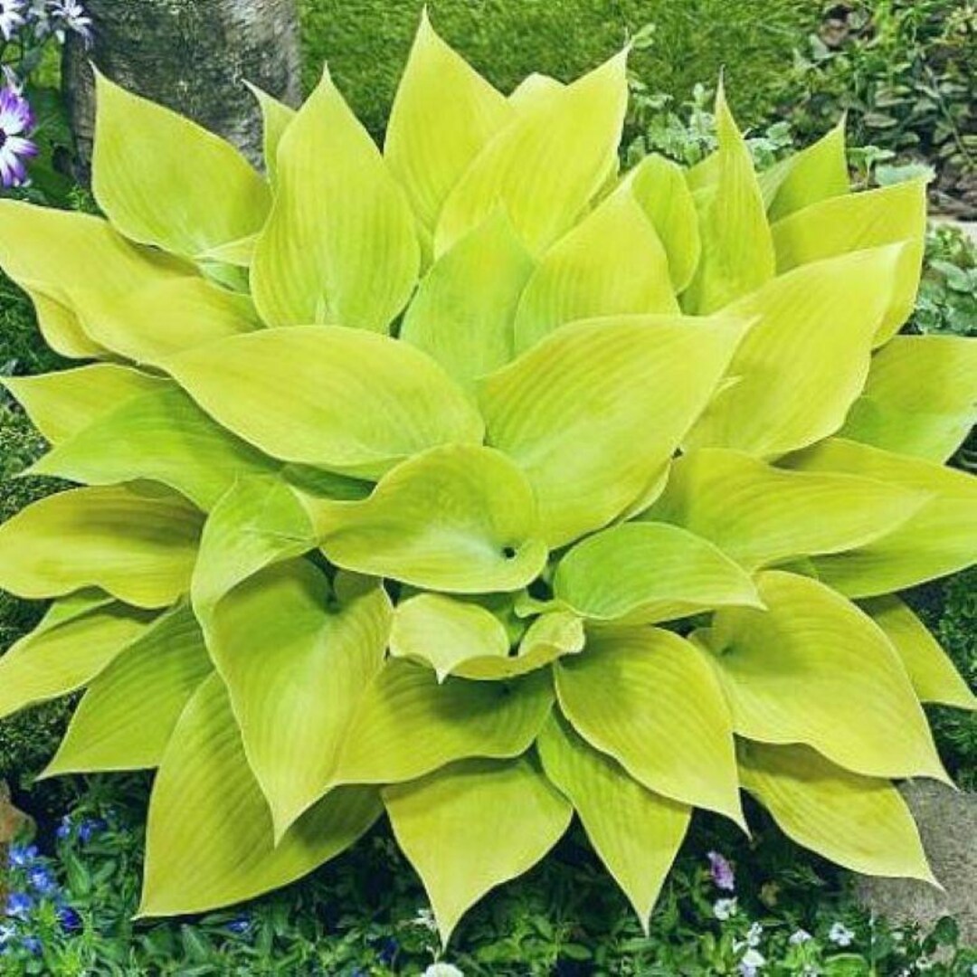 Hosta SUNNY HALCYON Small Yellow Gold Rare New Thick Slug Resistant ...