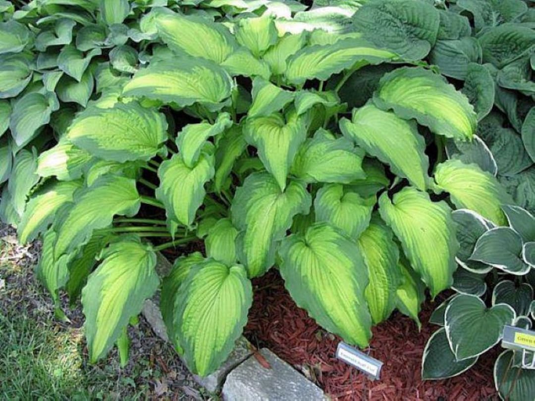 Hosta EMERALD RUFF CUT Small Rare Island New Rippled Unique Disease ...