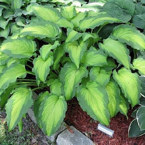 Hosta EMERALD RUFF CUT Small Rare Island New Rippled Unique Disease ...