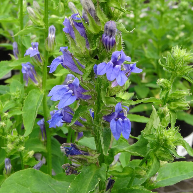 Blue Lobelia - Etsy