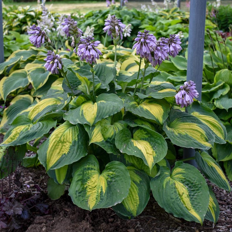Hosta BEYOND GLORY Medium Fast Shiny Gorgeous Lavender Flowers Colorful ...