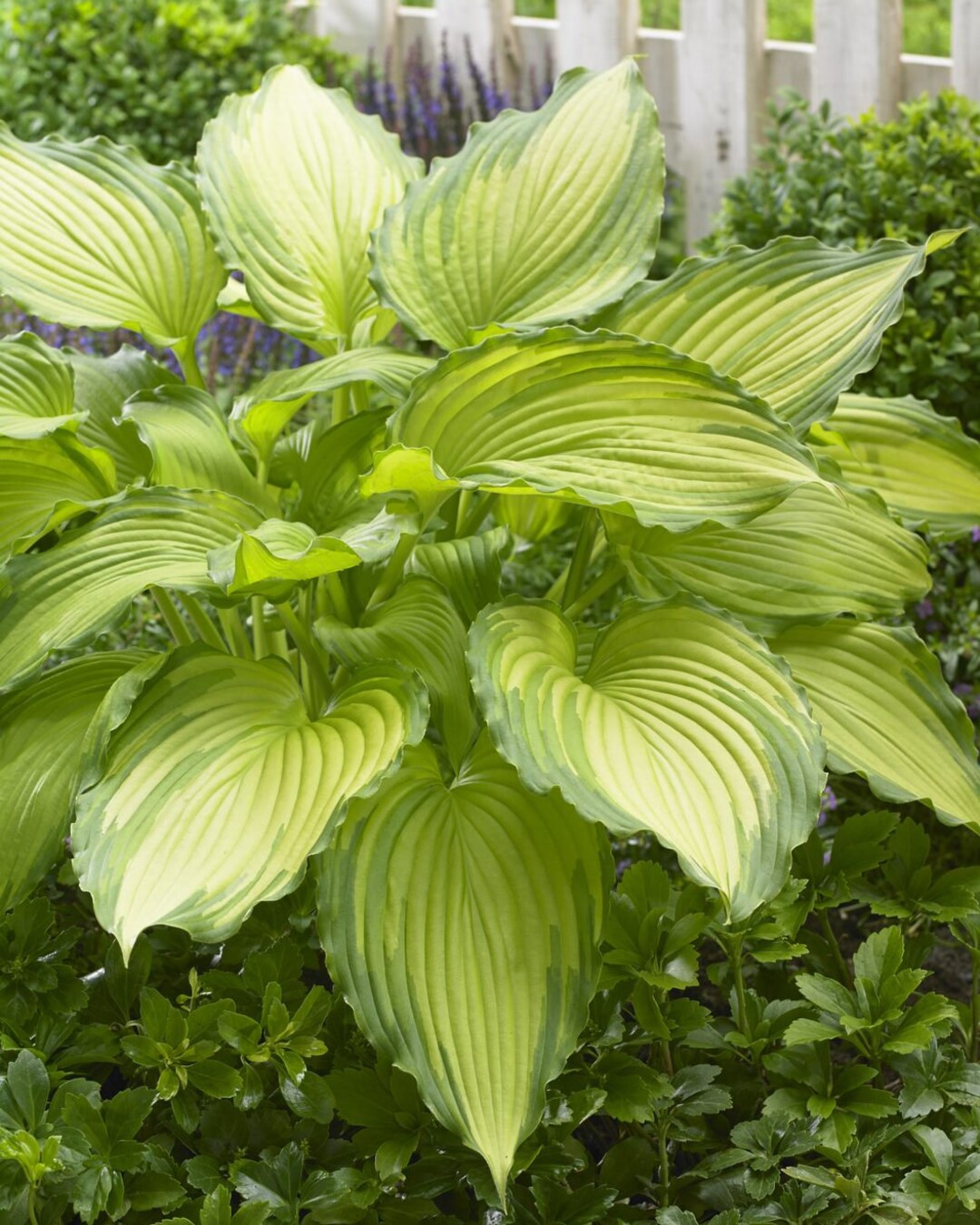 Hosta DANCING DARLING Medium Rippled Colorful Wavy Rare Gold Green ...