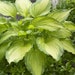 Hosta DANCING DARLING ** Dormant** Medium Rippled Colorful Wavy Rare ...