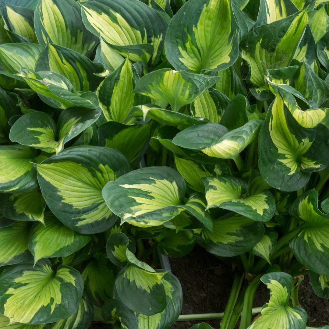 Hosta COLORED HULK Small Rare New Thick Variegated Disease-free Shade ...