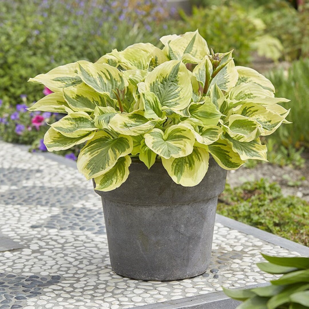 Hosta PAISLEY BORDER Medium New Rare Streaked Cupped Corrugated Rippled ...