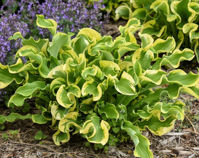 Hosta WHEEE! Small Rare Colorful Thick Wavy Frilly Cupped Slug ...