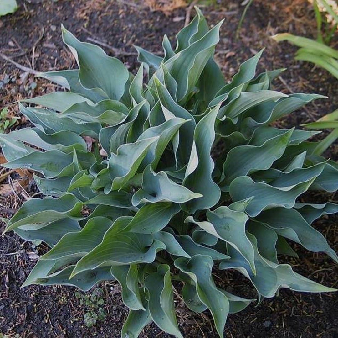 Hosta TWINKLE LITTLE STAR Mini Pot Blue Rare Thick Tiny Little ...