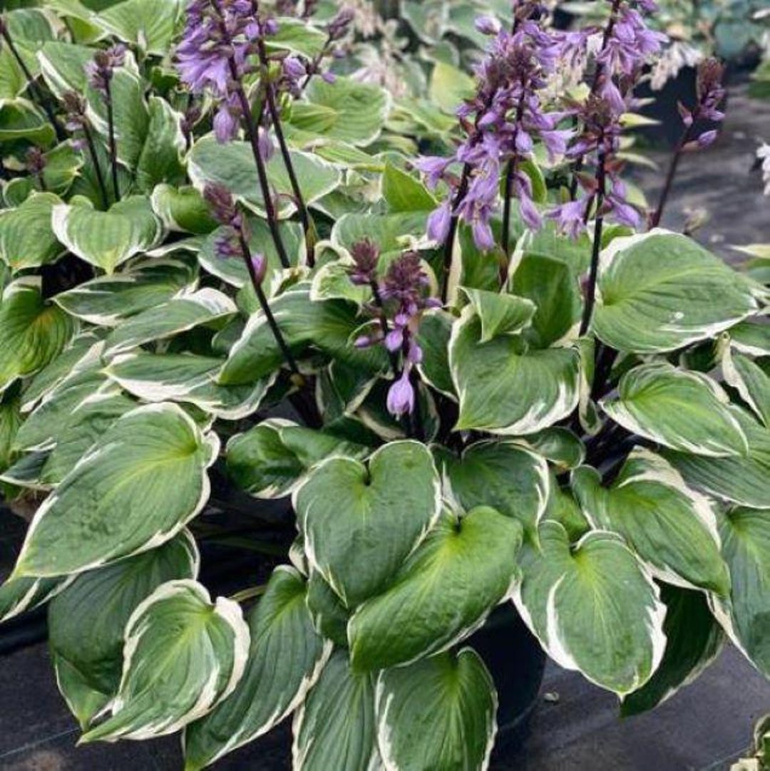 Hosta SORBET Medium Purple Red Rare Shade Raspberry Sundae Sport ...