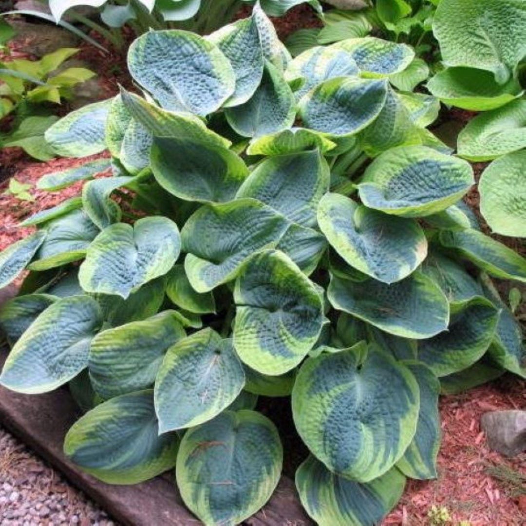 Hosta TOKUDAMA FLAVOCIRCINALIS Medium [1-pint] Thick Round Classic ...