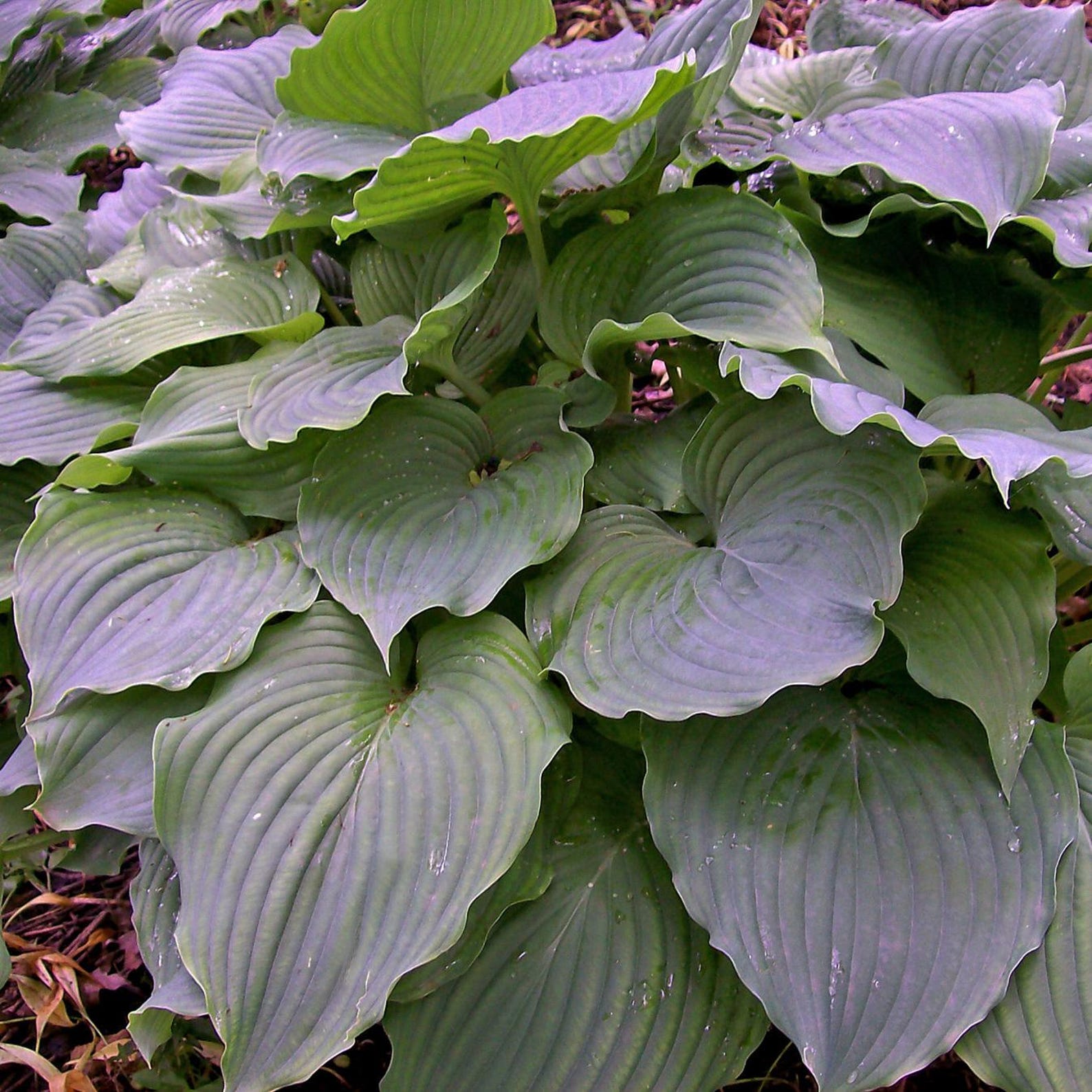 Hosta KOMODO DRAGON Large Thick Giant Wavy Rippled Green Upright ...