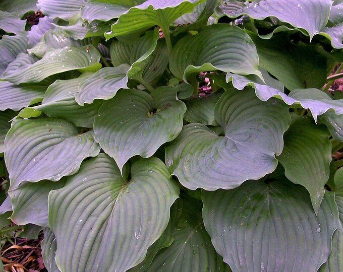 Hosta KOMODO DRAGON Large Thick Giant Huge Wavy Rippled Green Upright ...