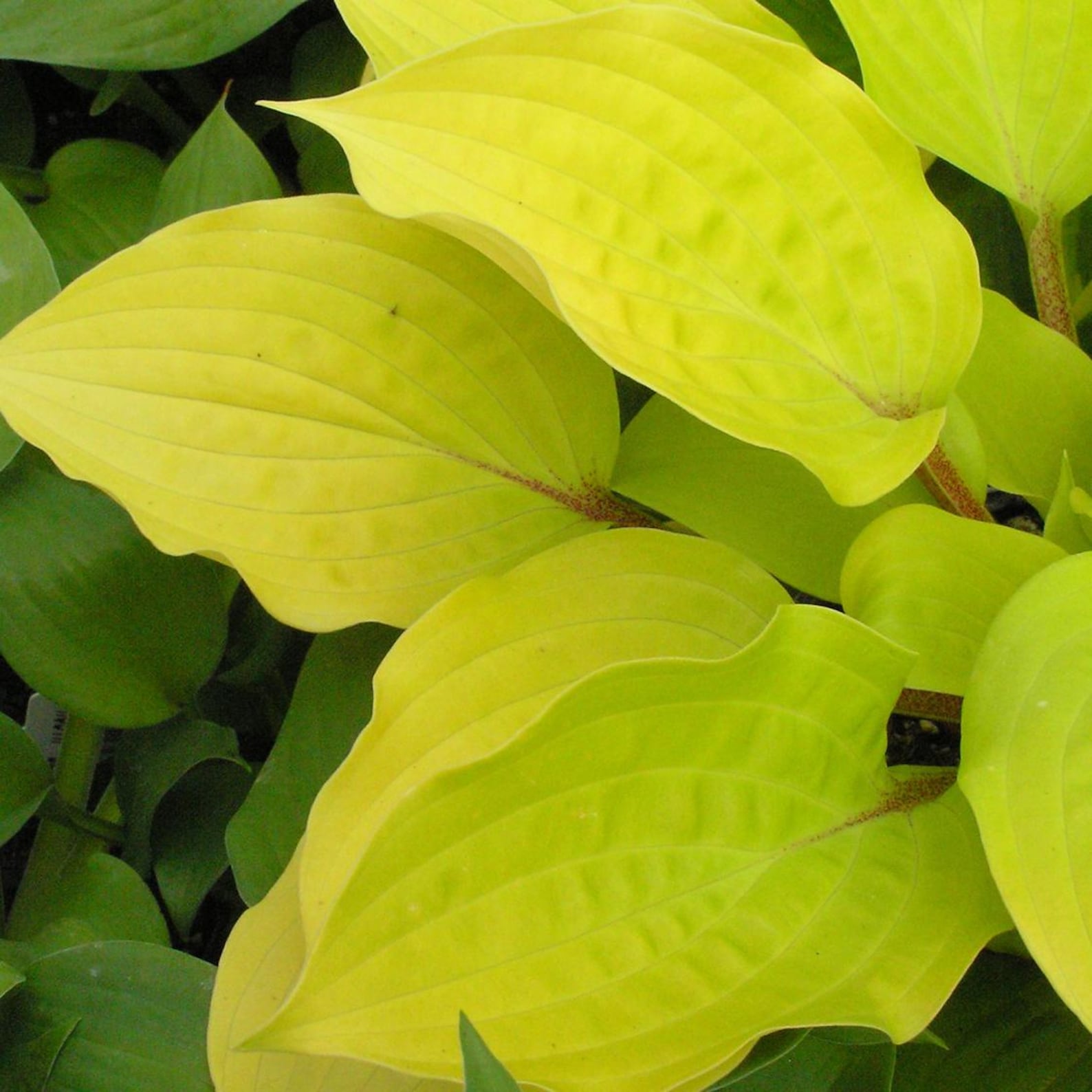 Hosta FIRE ISLAND Small Yellow Red Colorful Flowers Fast Shade Part Sun ...