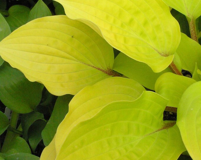 Hosta FIRE ISLAND Small Yellow Red Colorful Flowers Fast Shade Part Sun ...