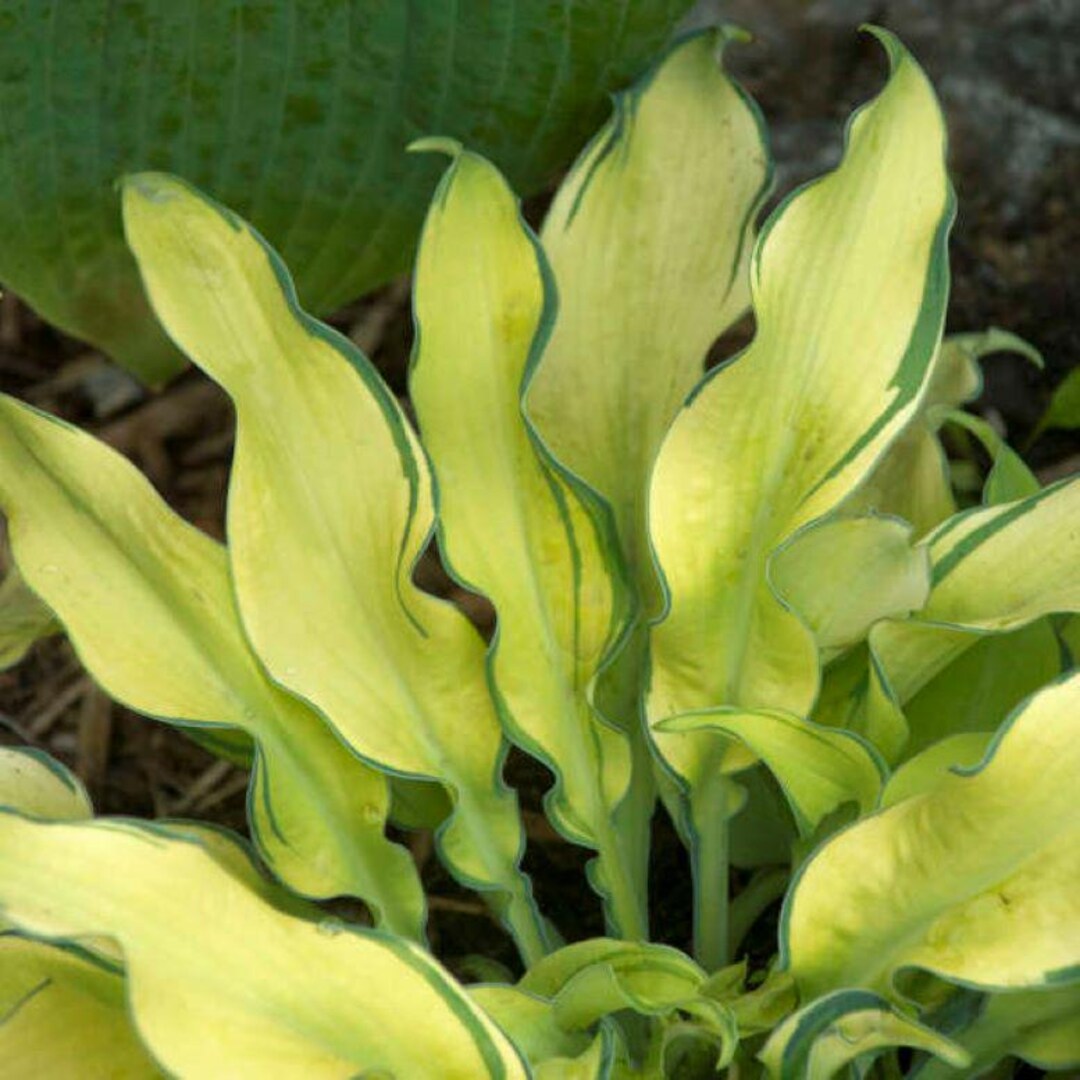 Hosta RIPPLE EFFECT **dormant** Small Rare Thick Wavy Colorful Gold ...