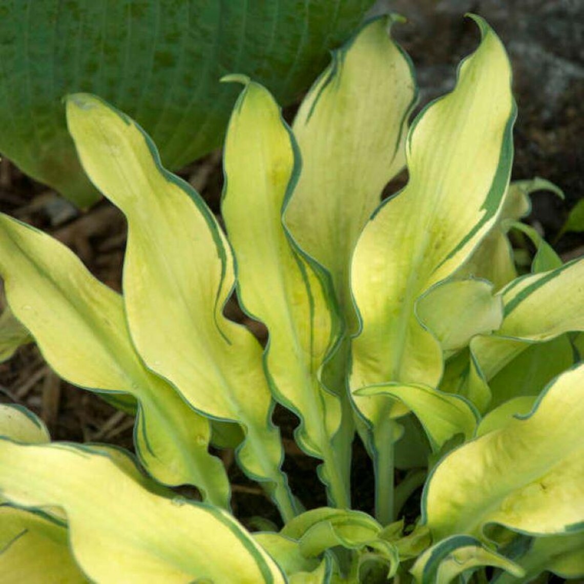 Hosta RIPPLE EFFECT **dormant** Small Rare Thick Wavy Colorful Gold ...