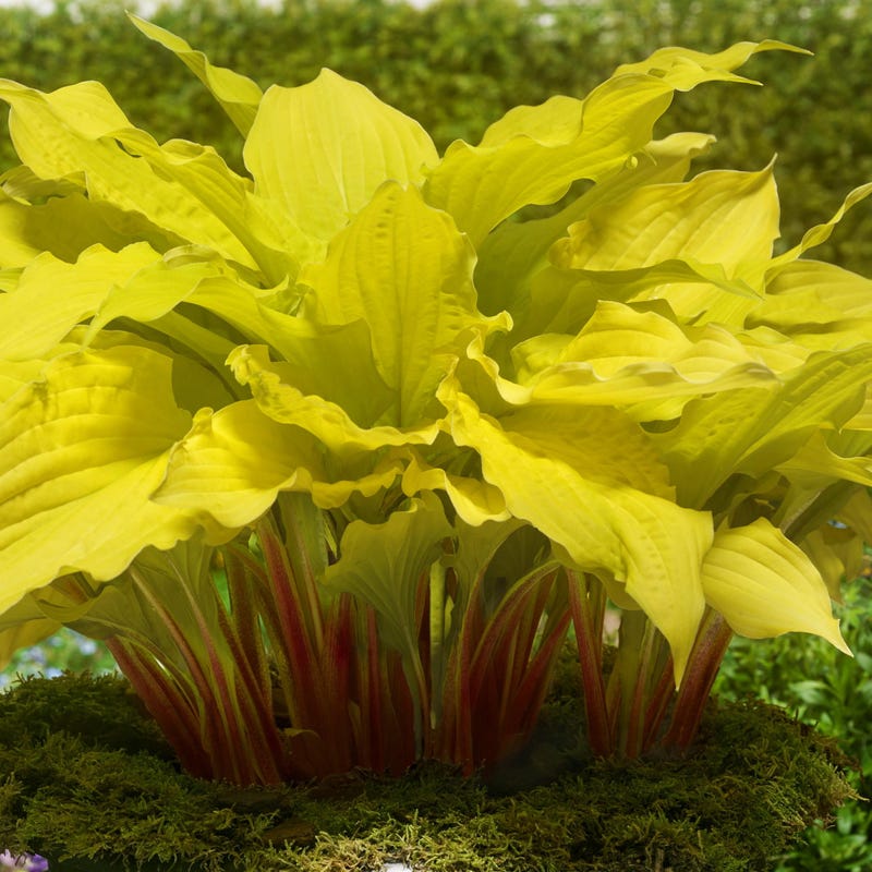 Rare Hosta Seeds - Etsy