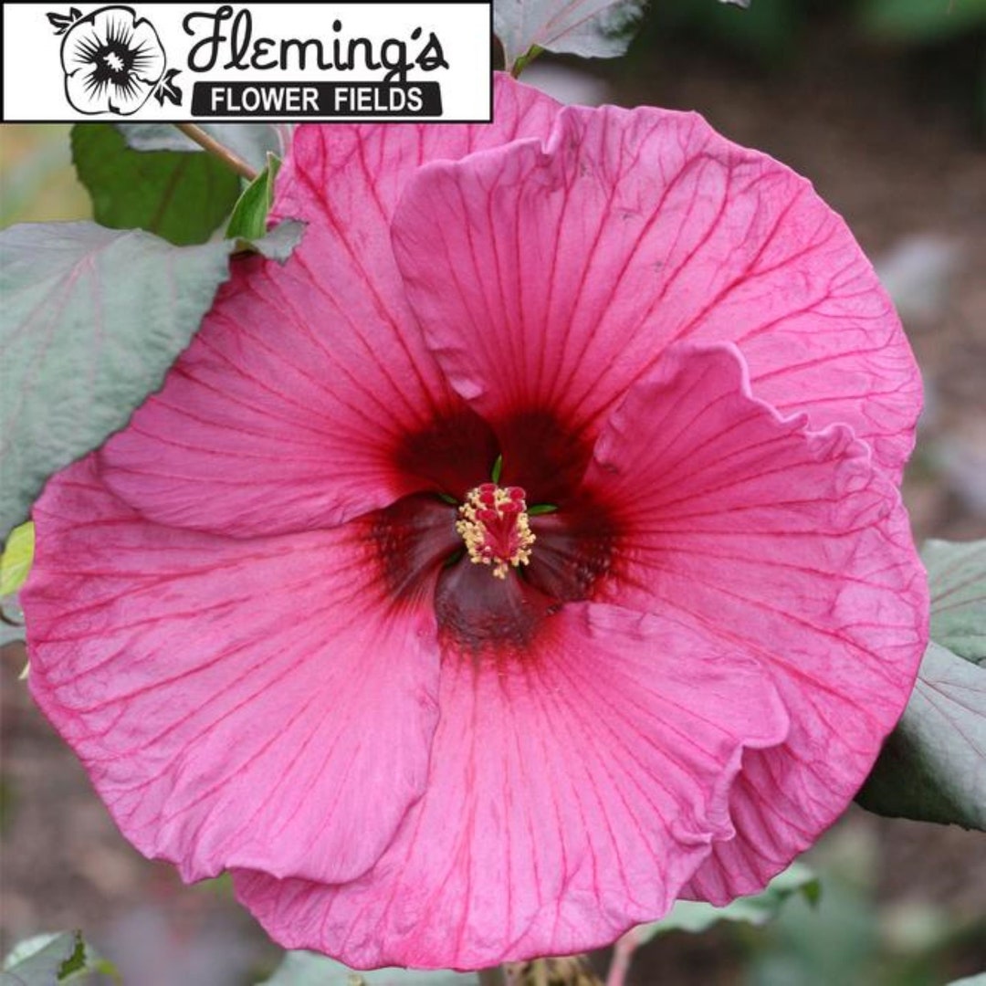 Bush Hibiscus PLUM CRAZY Purple Stunning Huge Flowers Hardy Shrub Swamp ...