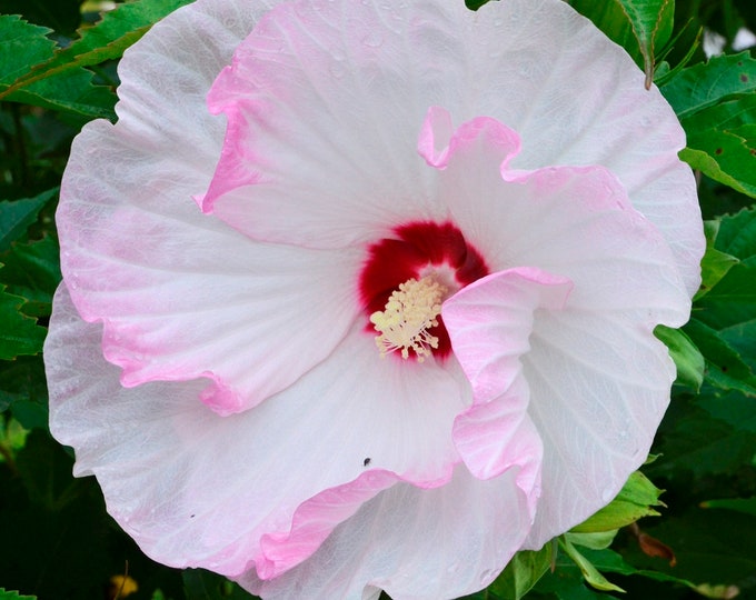 Bush Hibiscus BALLET SLIPPERS Pink Stunning Huge Flowers Hardy ...