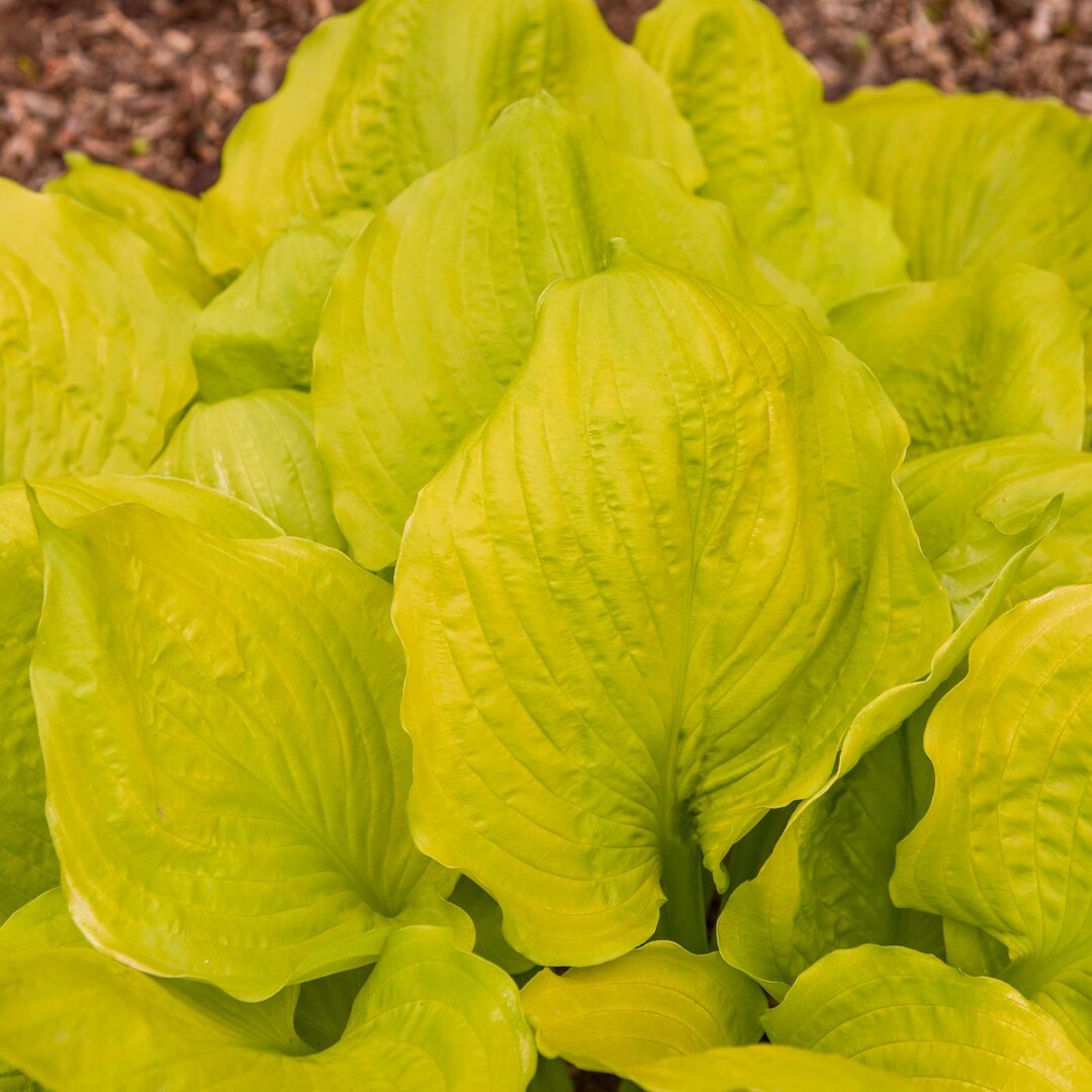 Hosta SEASONS in THE SUN Large Unusual Wavy New Bright Yellow Gold Pot ...