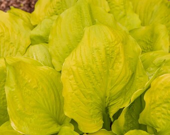 Hosta FIRE ISLAND Small Yellow Red Colorful Flowers Fast Shade Part Sun ...
