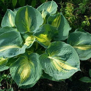 Hosta DREAM QUEEN Medium Thick Cupped Blue Yellow Round Corrugated ...